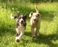 Dog Food Statistics